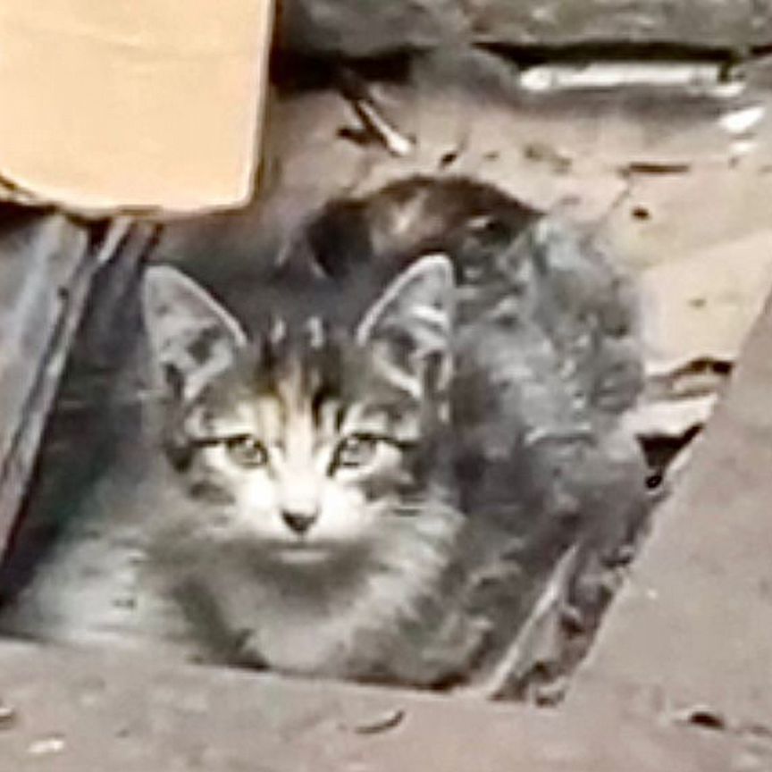Котенок в беде
