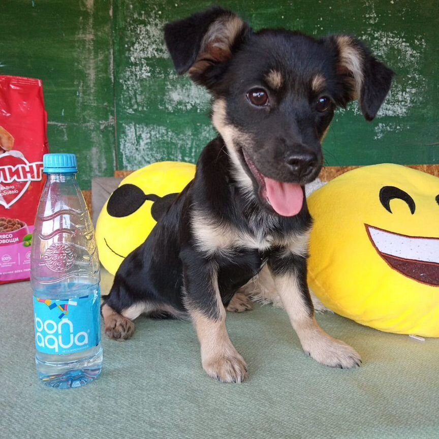 Щенок в добрые руки