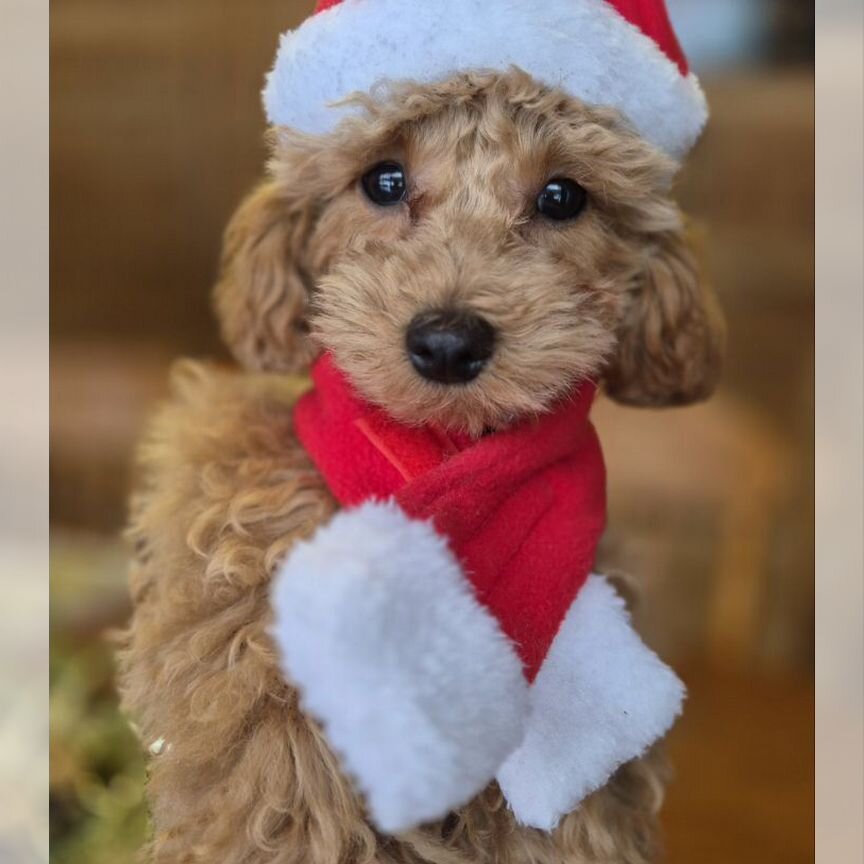 Той-пудель, щенок