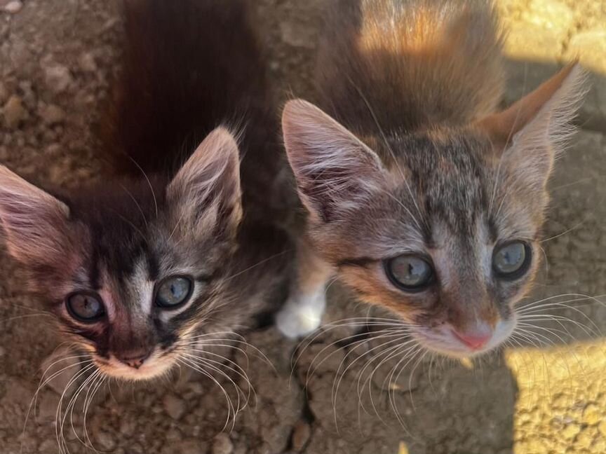 Котята в добрые руки