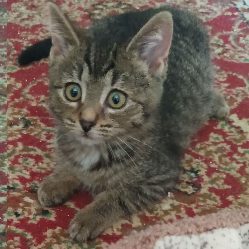 Котенок Рыська