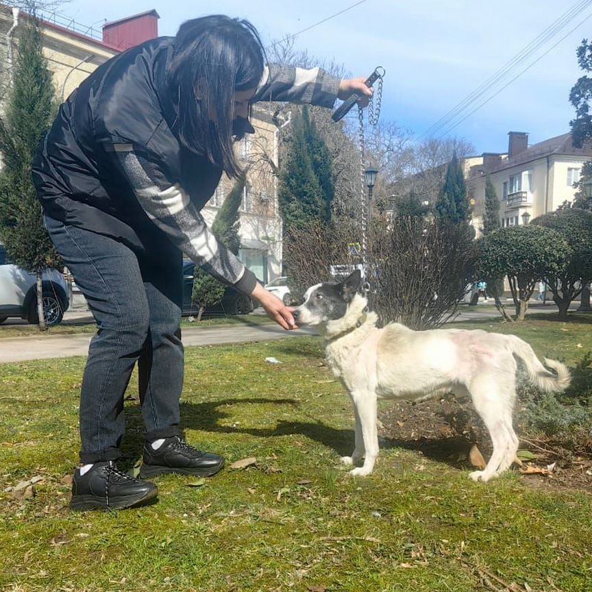 Взрослый пёс в добрые руки