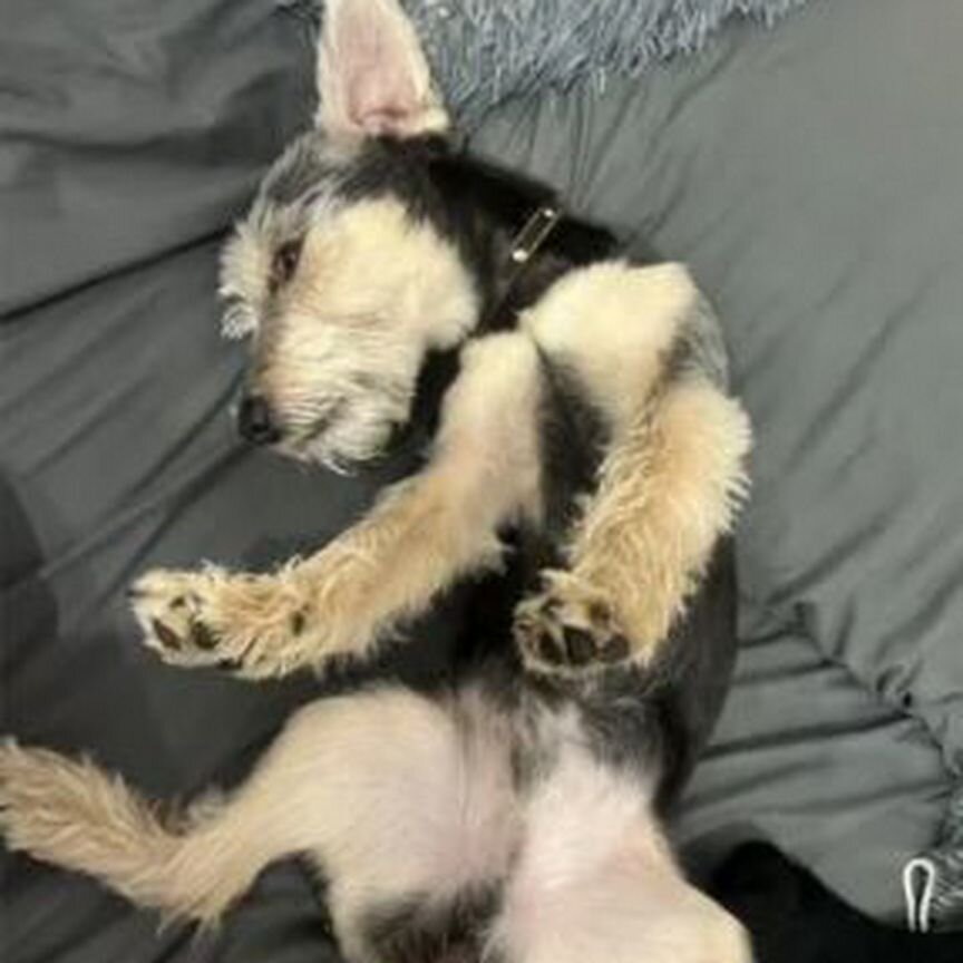 Зоогостиница для собак