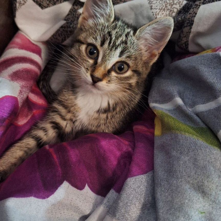 Сибирский котёнок