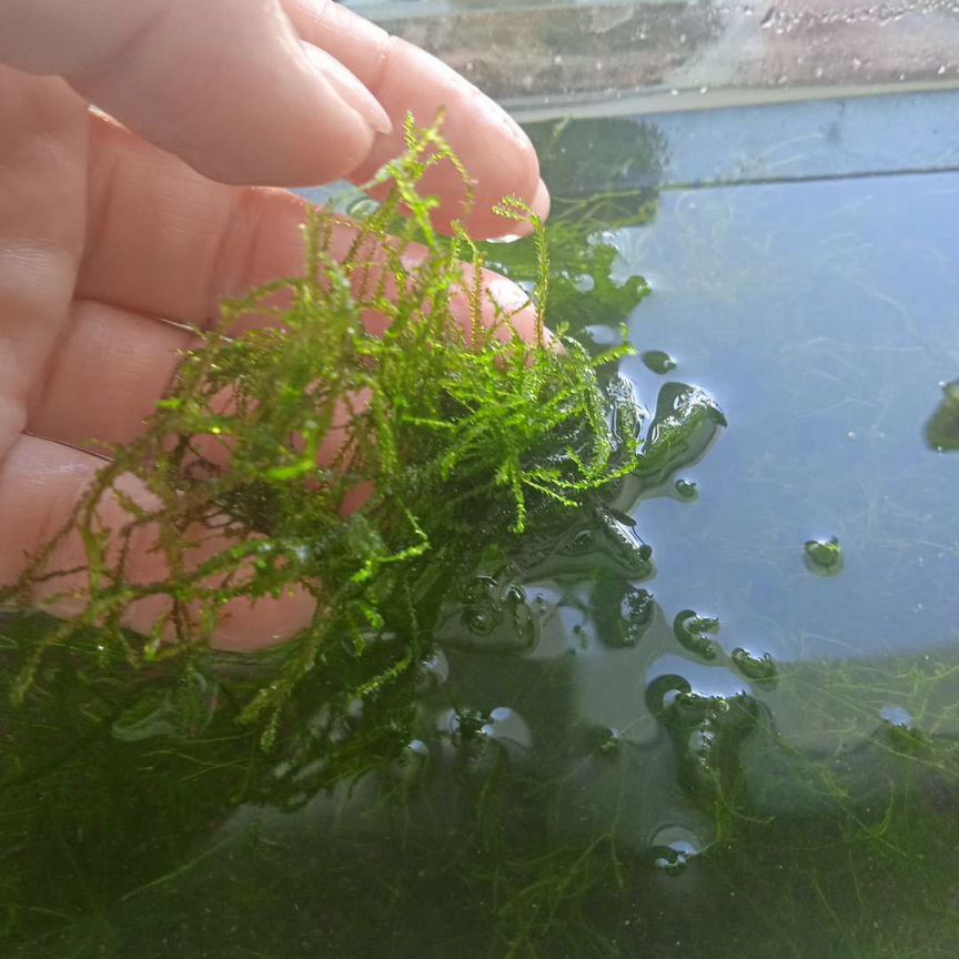 Мох яванский, рогалистник