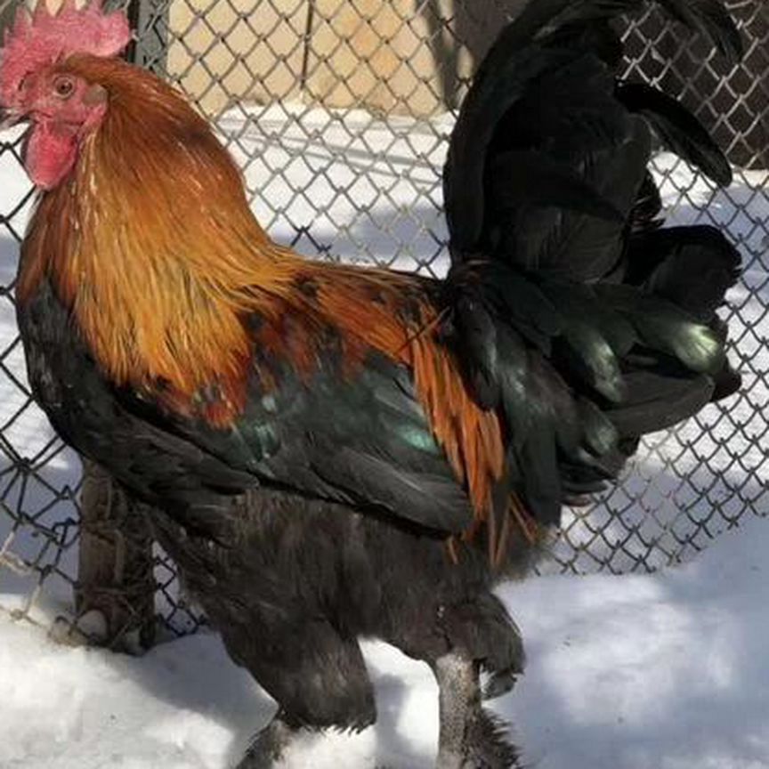 Молодые петухи