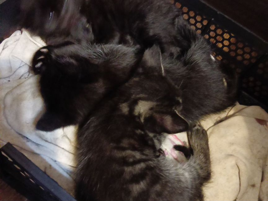 Котята мейн-кун