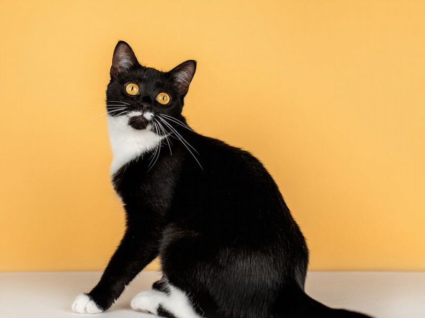 Золотоглазая красавица черно-белая кошка Стасия