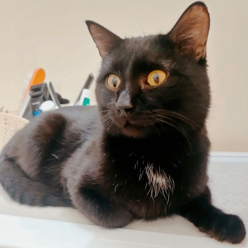 Взрослый кот в добрые руки