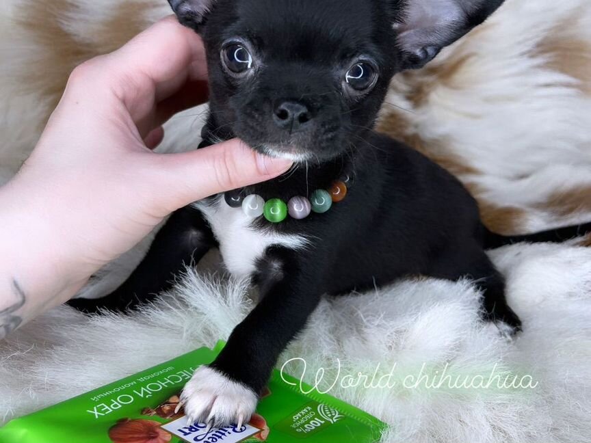 Мини Мальчишка Красавчик