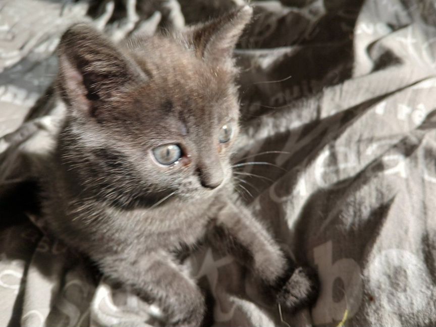 Котята