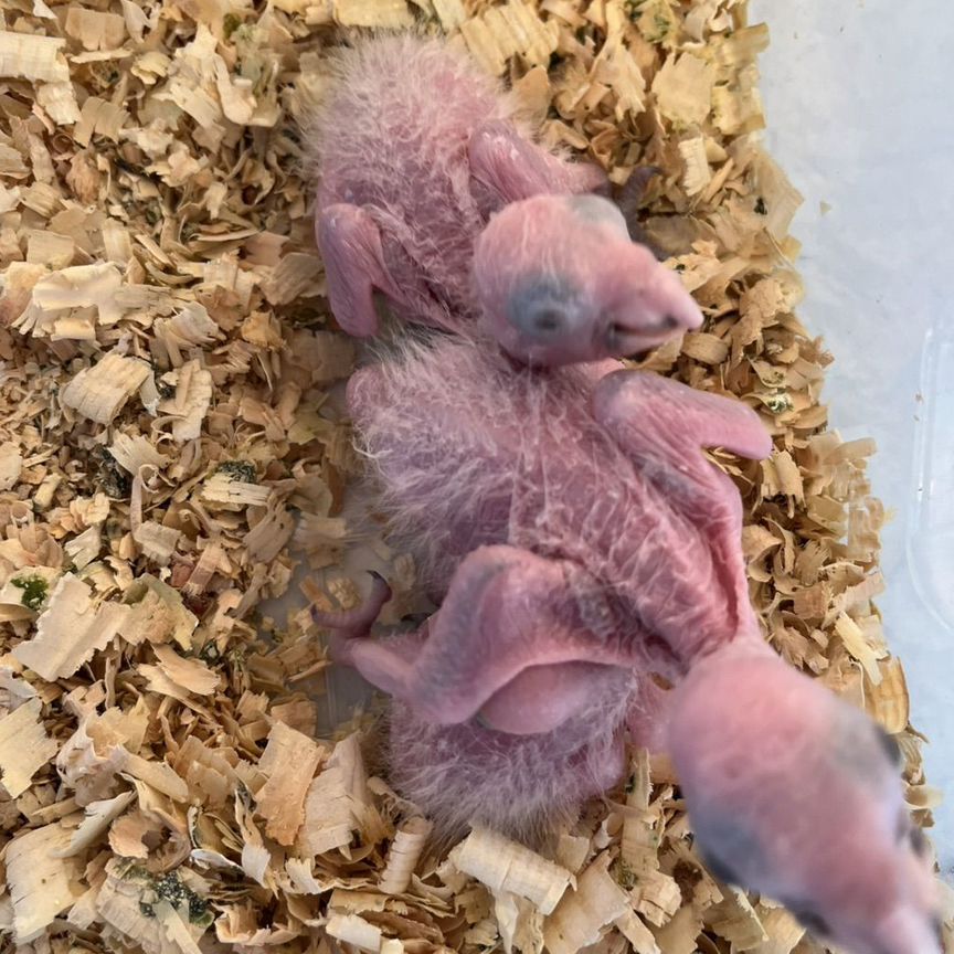Выкормыши венесуэльских Амазон