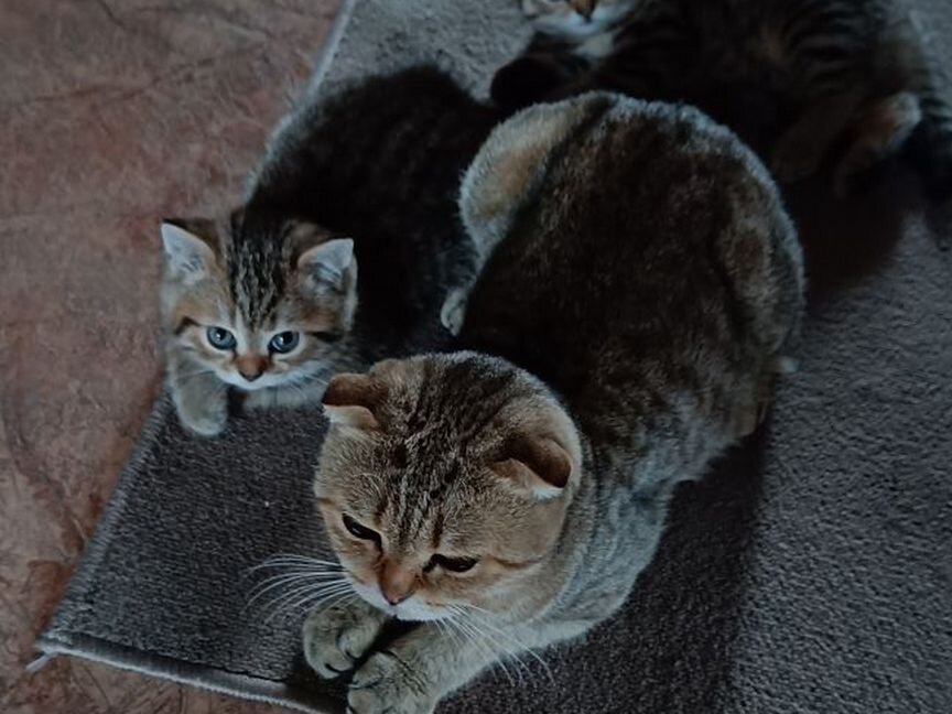 Шотландские прямоухие котята