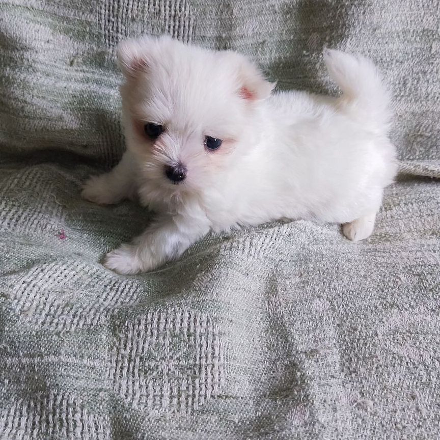 Маленький малыш мальтезе