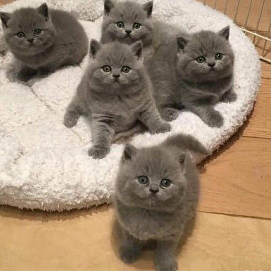 Британские котята