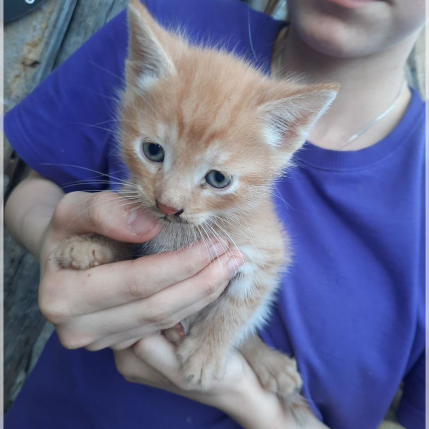 Котёнок в добрые руки
