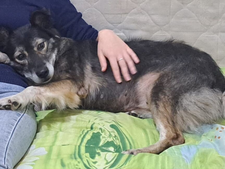 Собака Элли в добрые руки