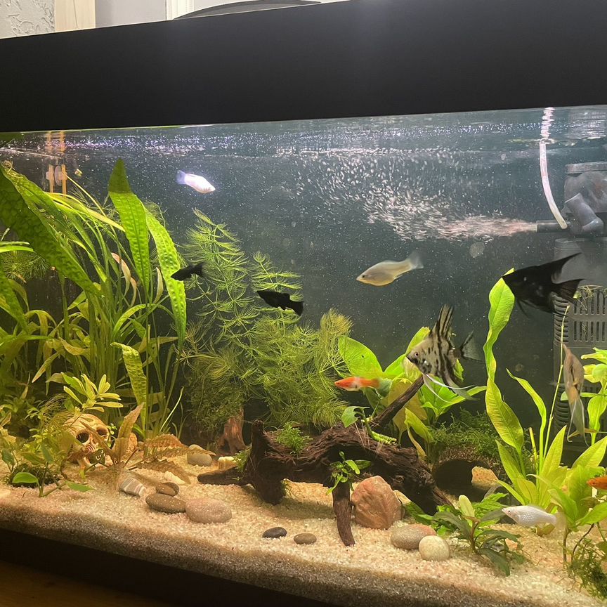 Рыбки и растения