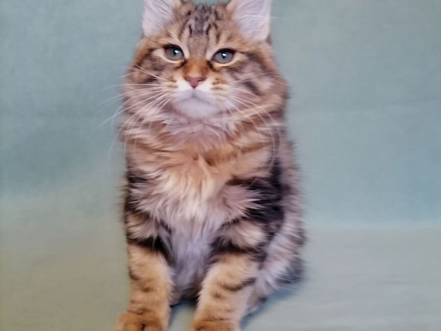 Котик курильского бобтейла
