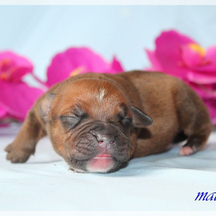 Стаффордширский бультерьер, щенок