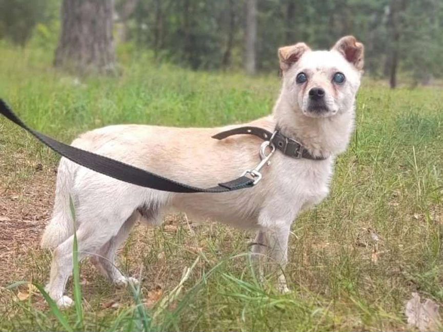 Собаки бесплатно в добрые руки