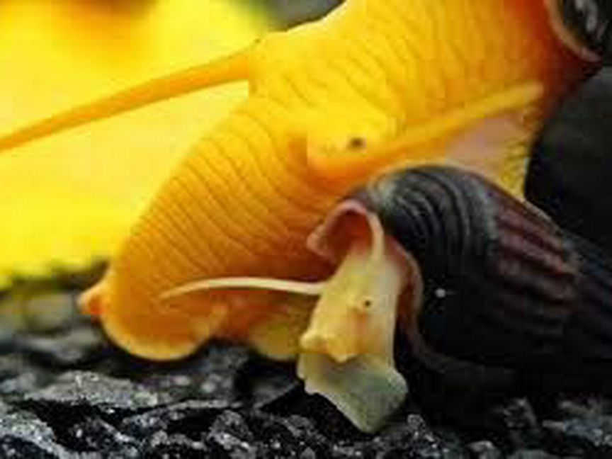 Тиломелания оранжевый кролик