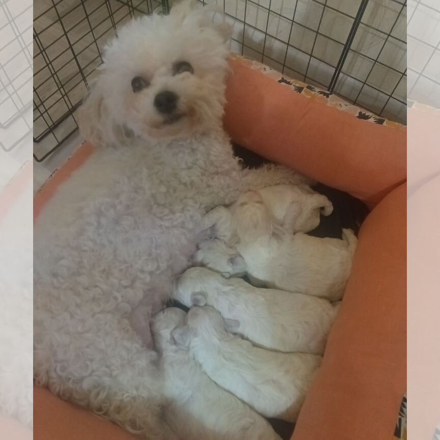 Бишон фризе, щенок