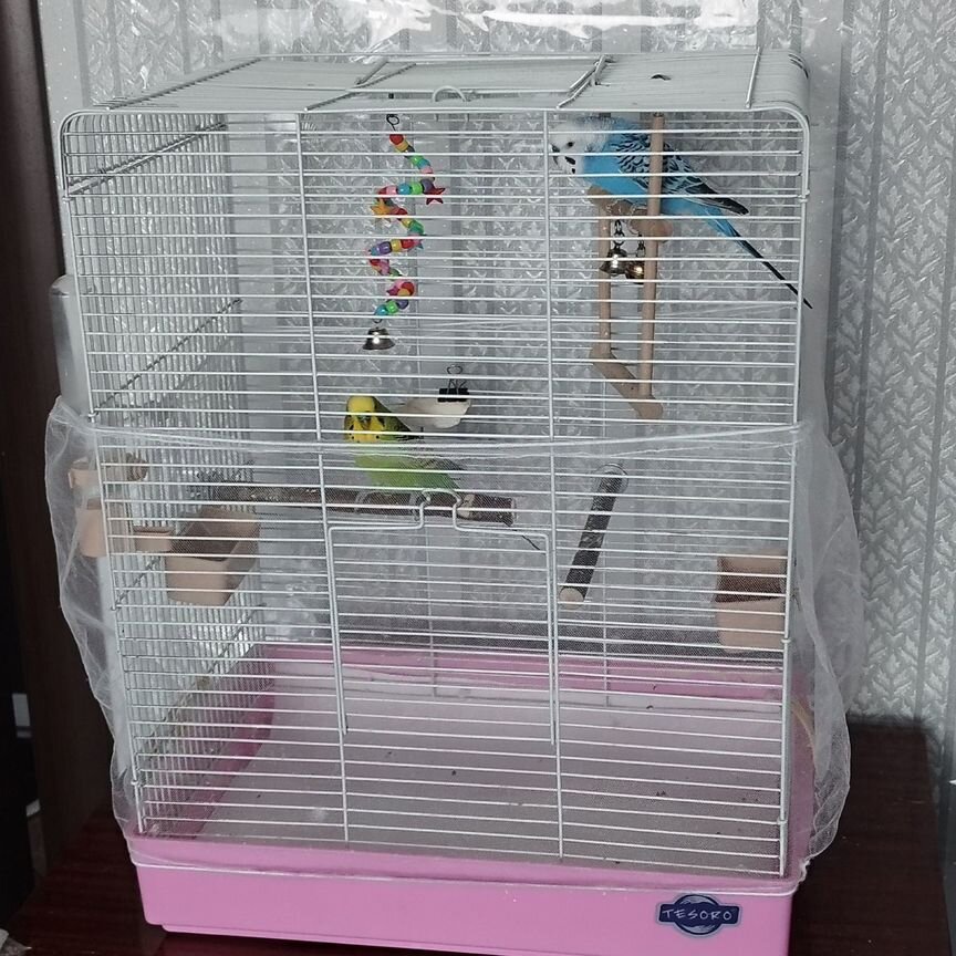 Волнистый попугай с клеткой