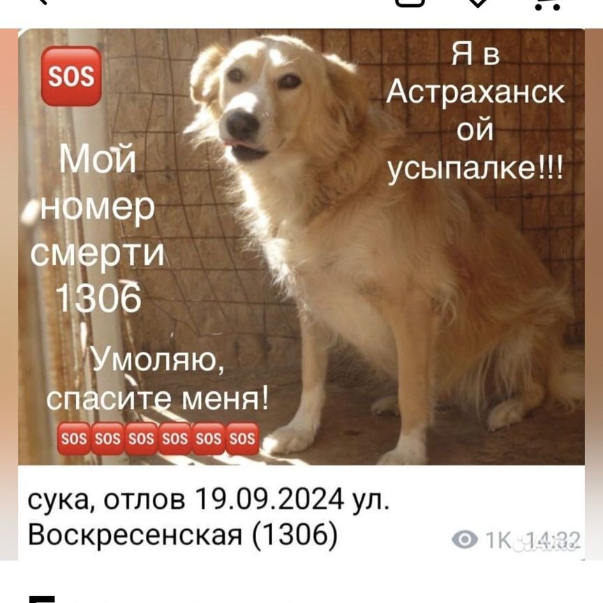 Спасите собаку с усыпалки