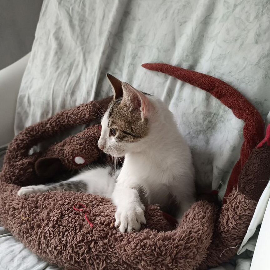 Осенний ласковый Кот