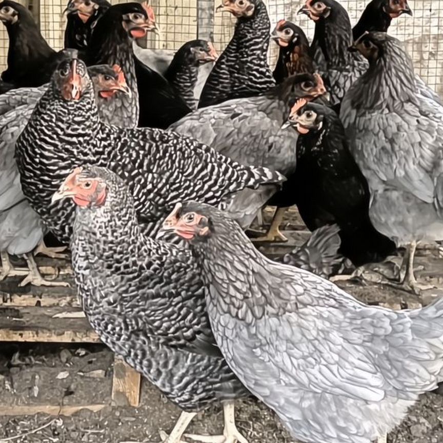 Куры молодки несушки