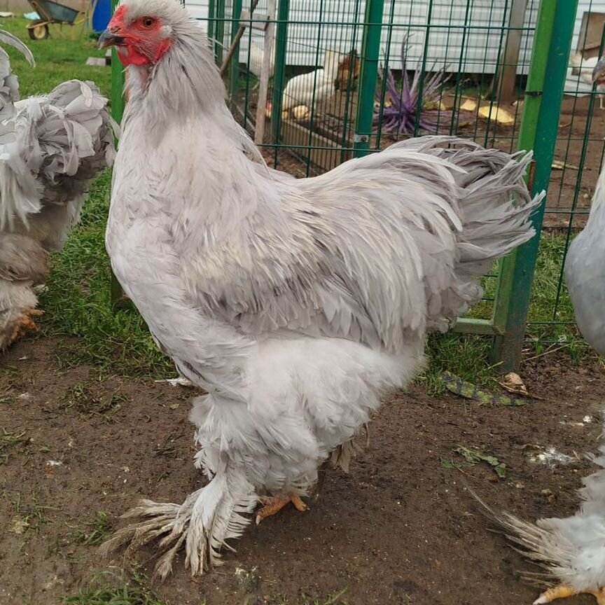 Петух Брама Изабелла