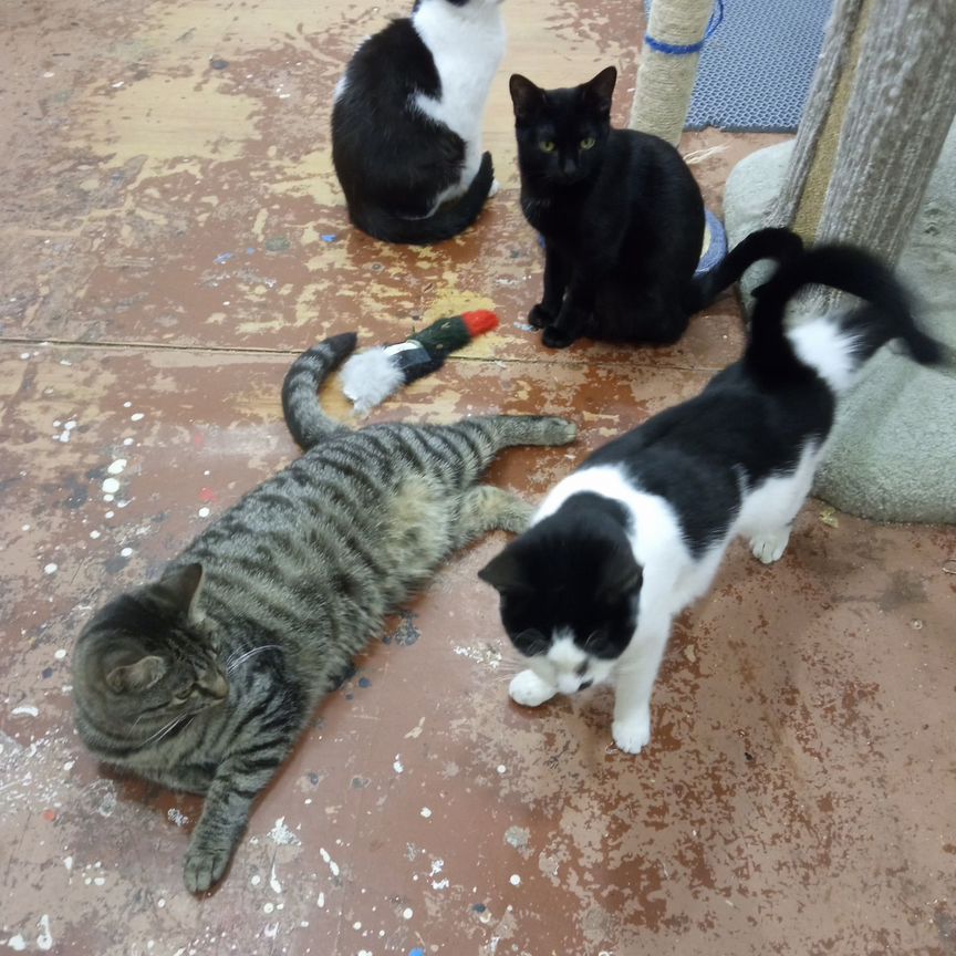 Котенок 8 месяцев девочка