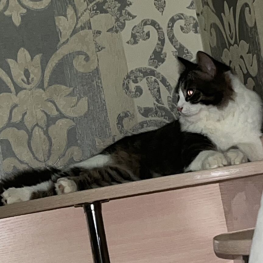 отдам котенка