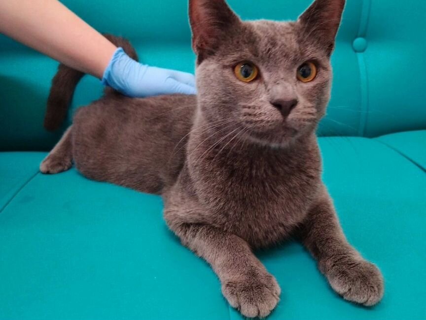 Русский голубой кот