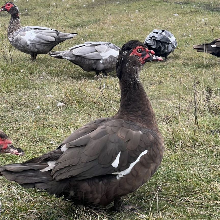 Индоутки тяжелой линии