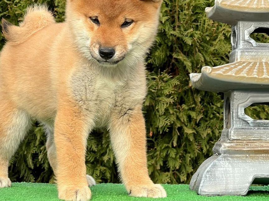 Красавчик может стать вашим