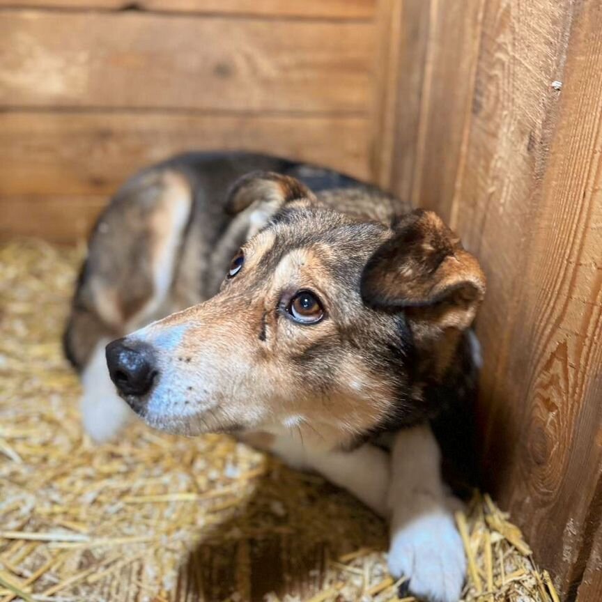 Помогите собаке Мане пережить зиму