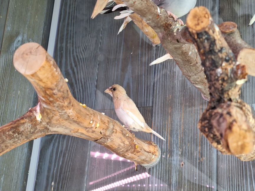 Японская амадина, мальчик