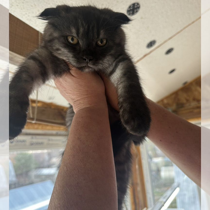 Отдам бесплатно вислоухие