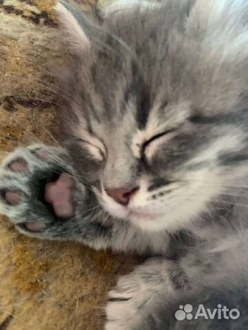 Котята 3 мальчика в добрые руки 1,5 месяца