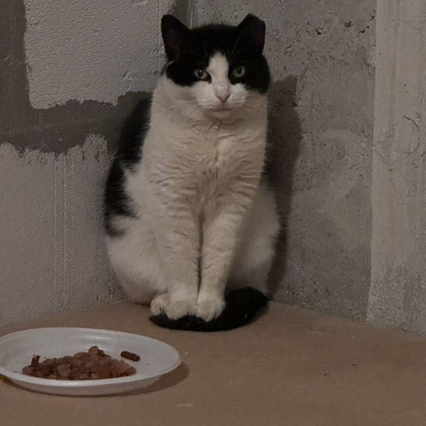 Кошка Беля