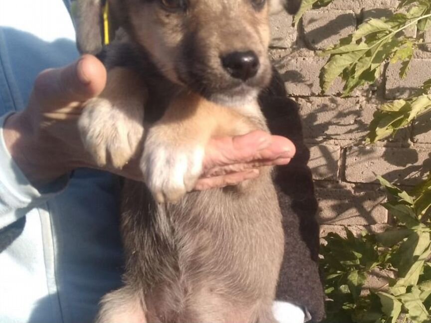 Щенок Бублик в хорошую семью бесплатно