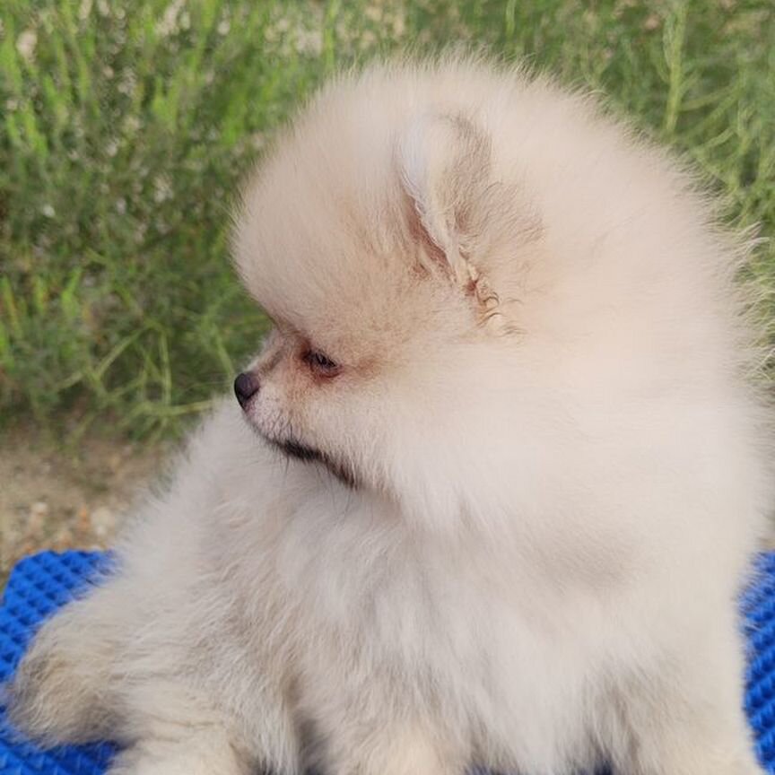 Предлагаю щенков цверг шпица(миниатюра)