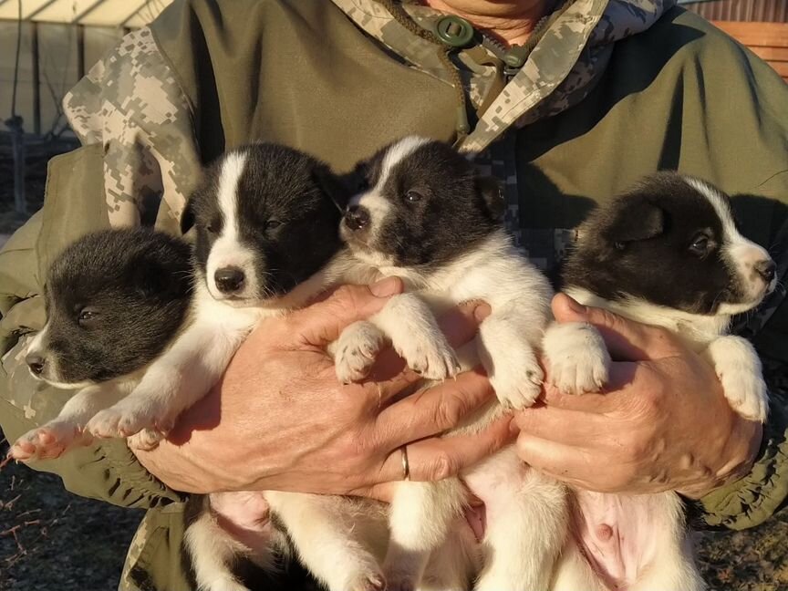 Щенки сибирской лайки