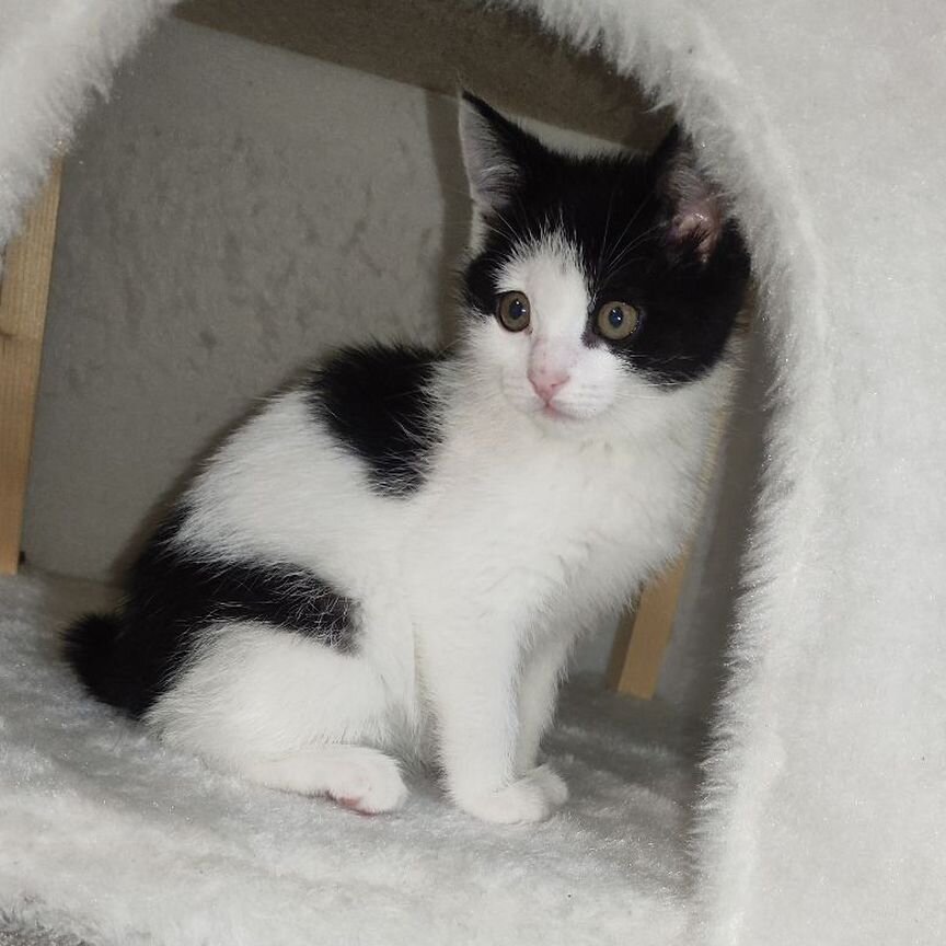 Донской сфинкс котёнок