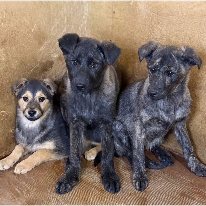 Щенок в добрые руки