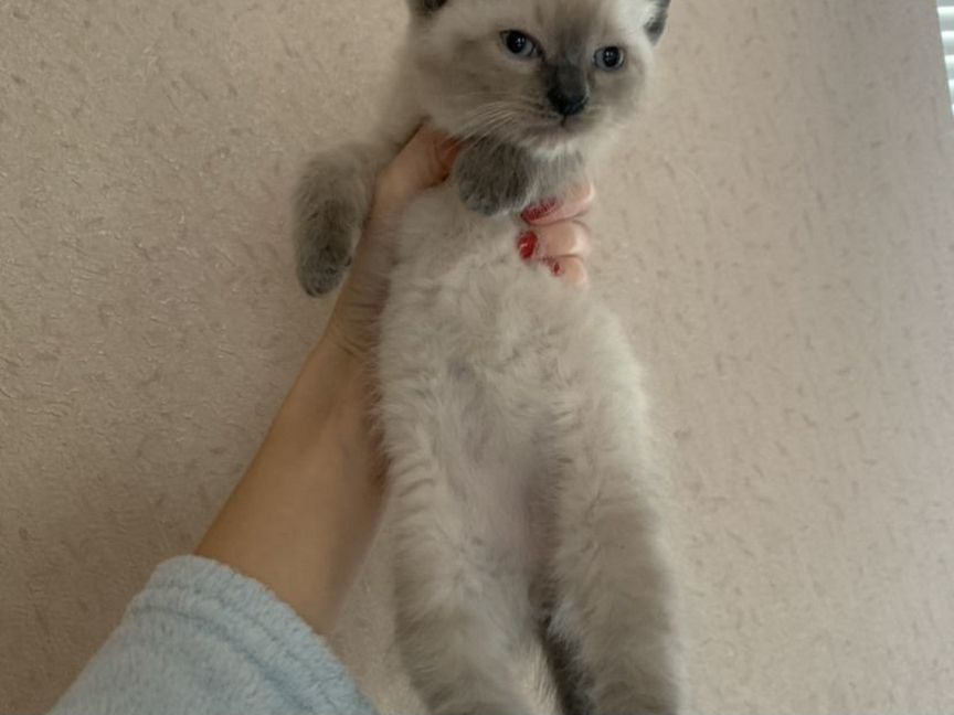 Котёнок тайский