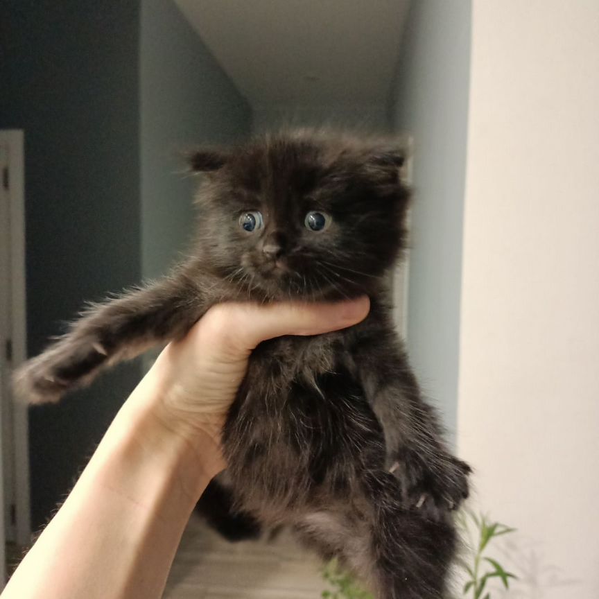 Котята