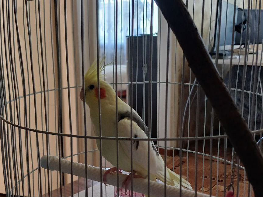 Попугай корелла в добрые руки